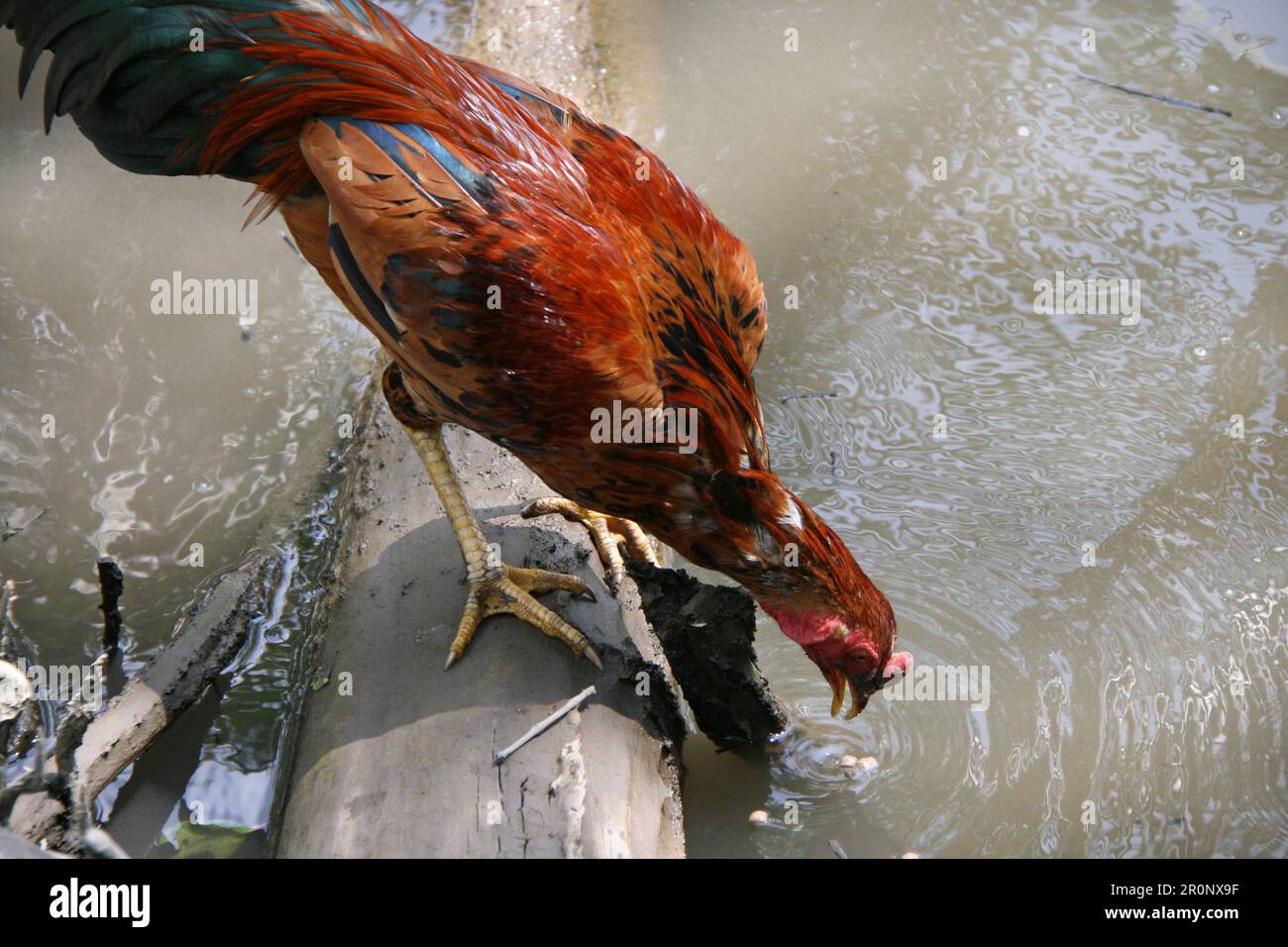 Vietnamese rooster hi-res stock photography and images - Alamy