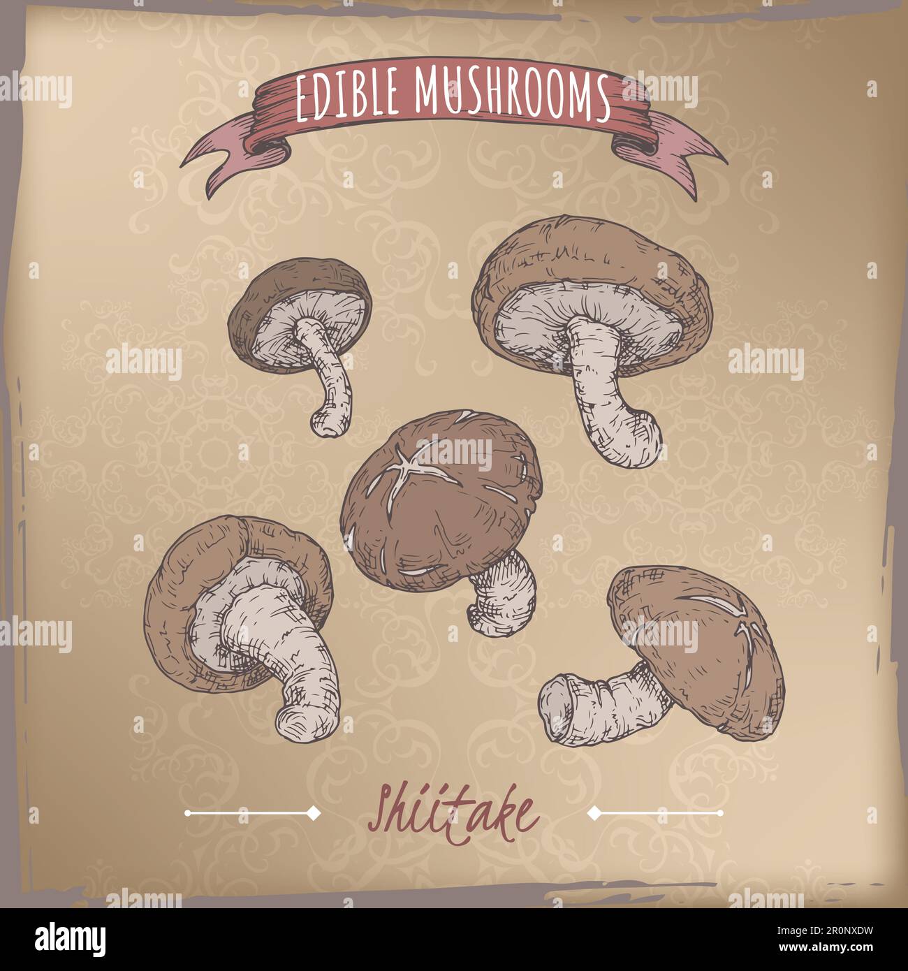 Lentinula edodes aka shiitake color sketch on vintage background ...
