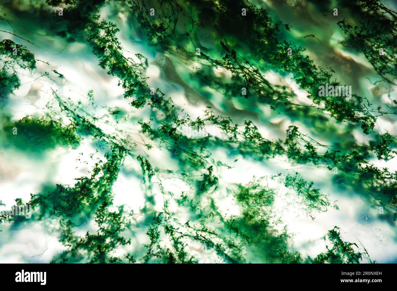 green Moss agate inclusion. macro detail texture background. close-up ...