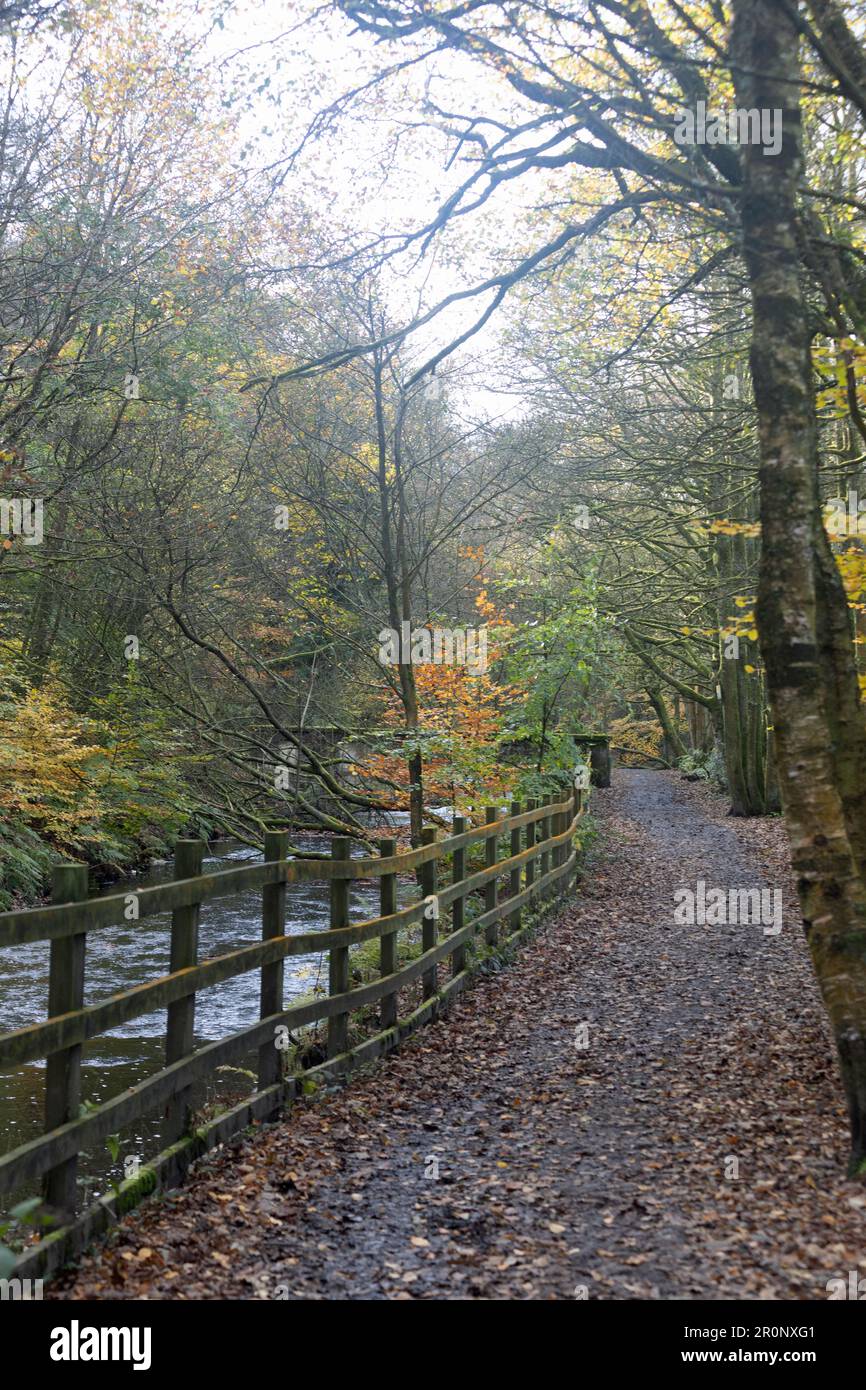 Woodland path leading from Brinscall through Wheelton Plantation to ...