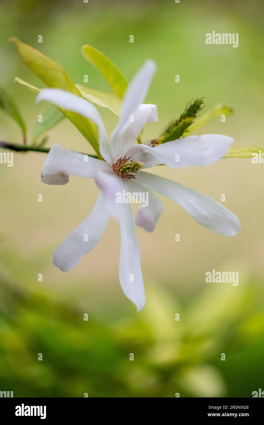 Whte flower hi-res stock photography and images - Alamy