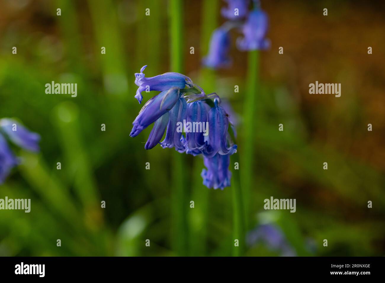 Close-up of Blue Bells, Hyacinthoides non-scripta Bluebells Stock Photo ...