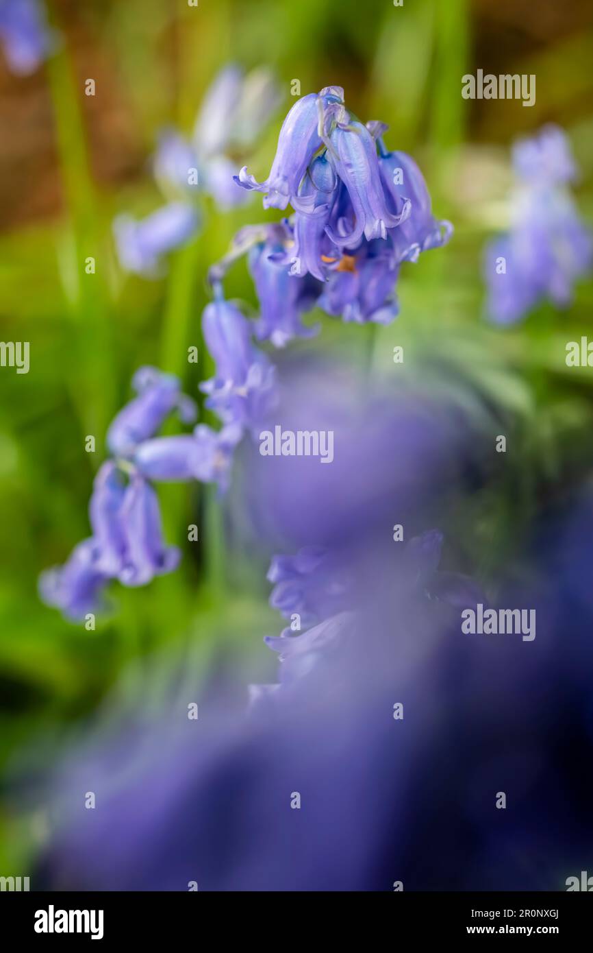 Close-up of Blue Bells, Hyacinthoides non-scripta Bluebells Stock Photo ...