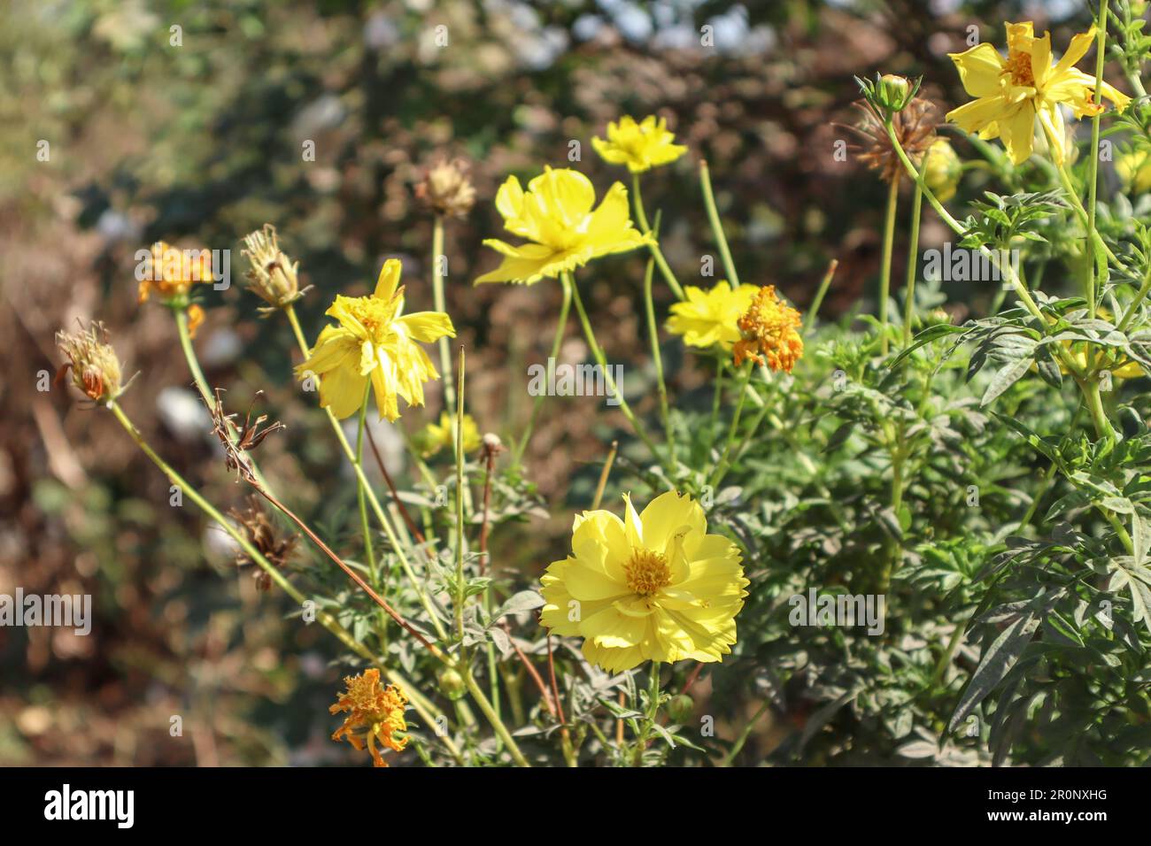 Sulfur cosmo hi-res stock photography and images - Alamy