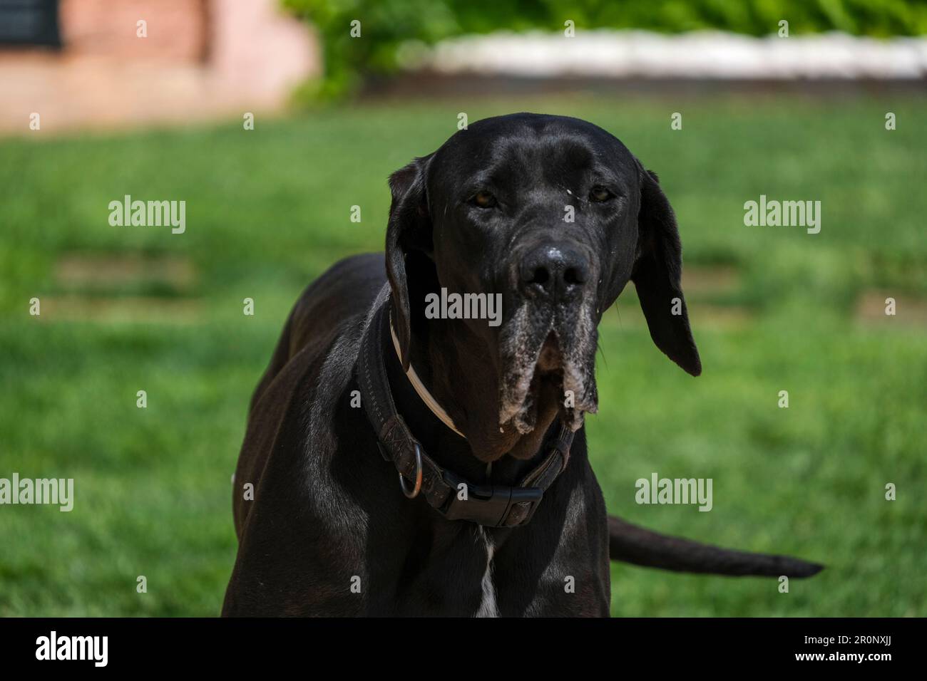 Great Dane female, Majorca, Balearic Islands, Spain Stock Photo - Alamy