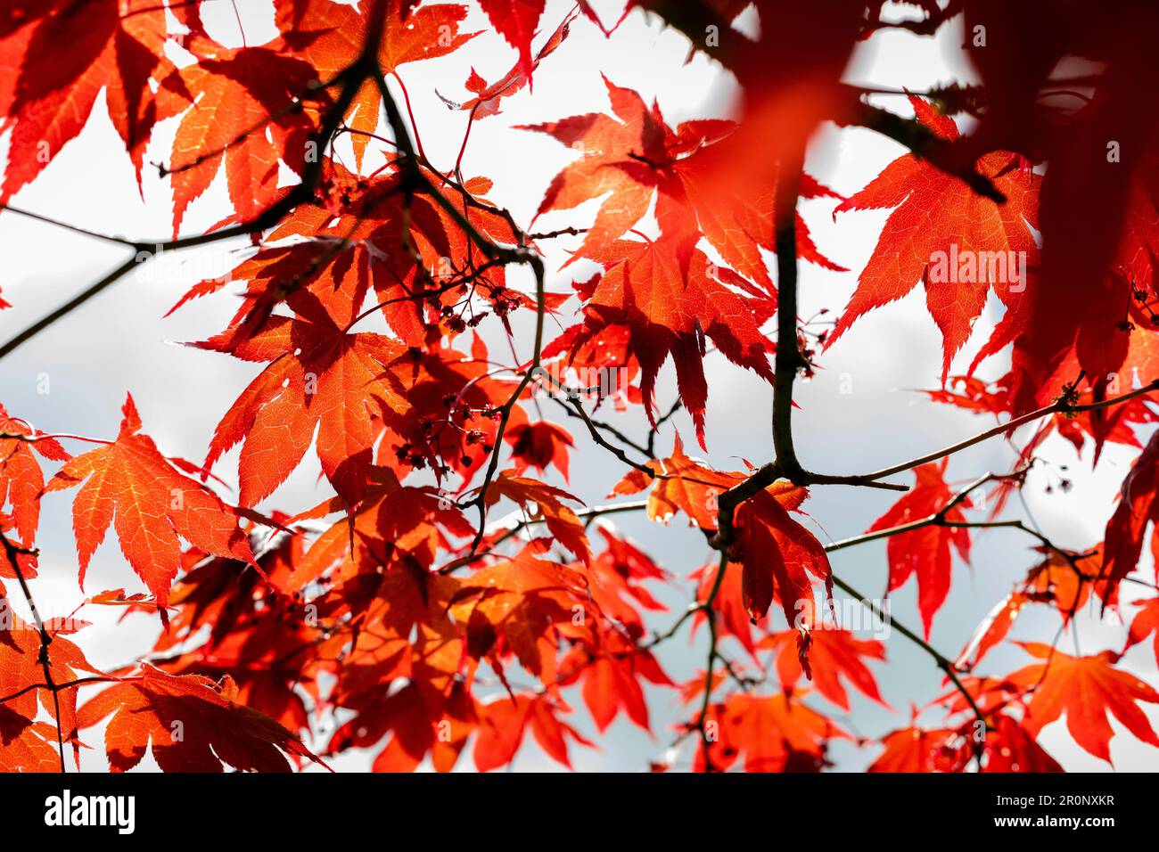 The Liquidambar styraciflua more commonly known as the Sweet Gum ‘Lane Roberts’. The Red leaves ...