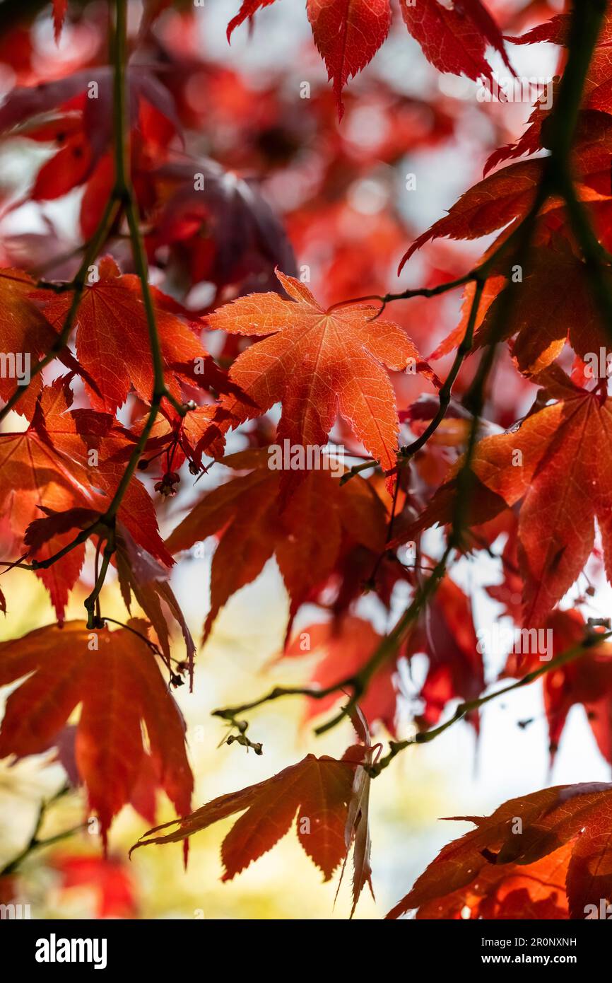 The Liquidambar styraciflua more commonly known as the Sweet Gum ‘Lane Roberts’. The Red leaves ...