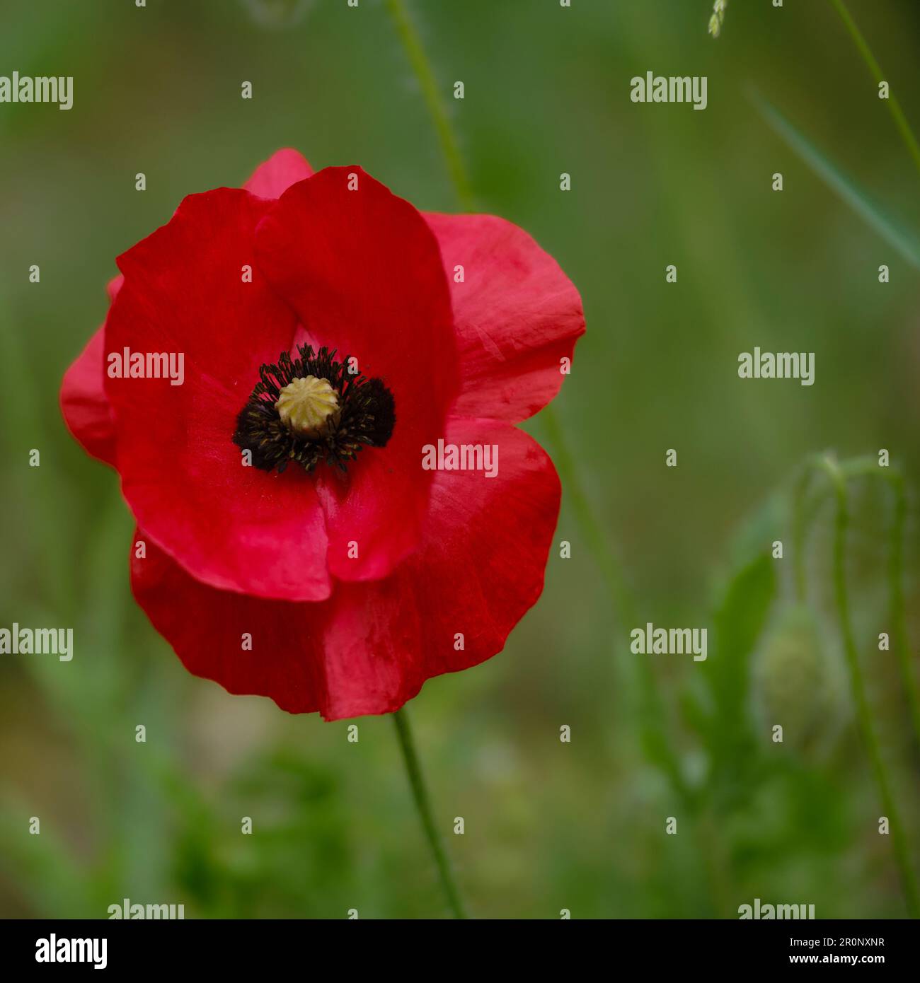 Summer poppy fields hi-res stock photography and images - Alamy