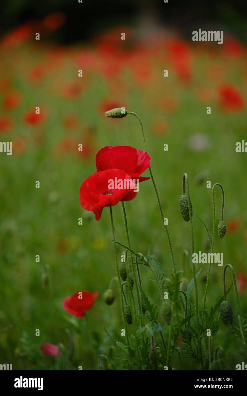 Most beautiful poppy fields hi-res stock photography and images - Alamy