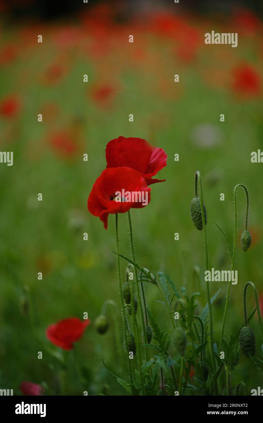 Summer poppy fields hi-res stock photography and images - Alamy