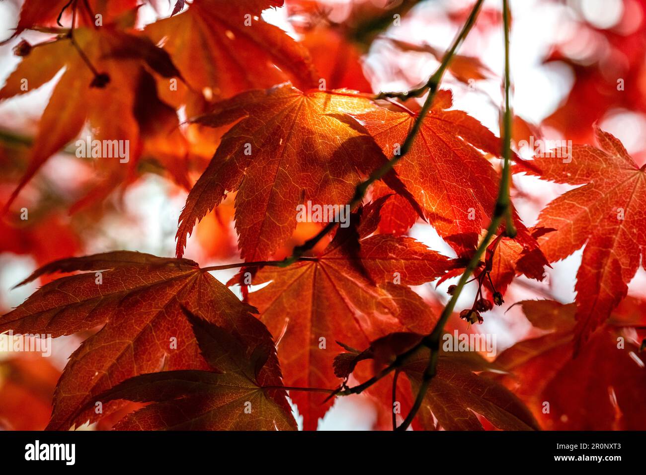 The Liquidambar styraciflua more commonly known as the Sweet Gum ‘Lane Roberts’. The Red leaves ...