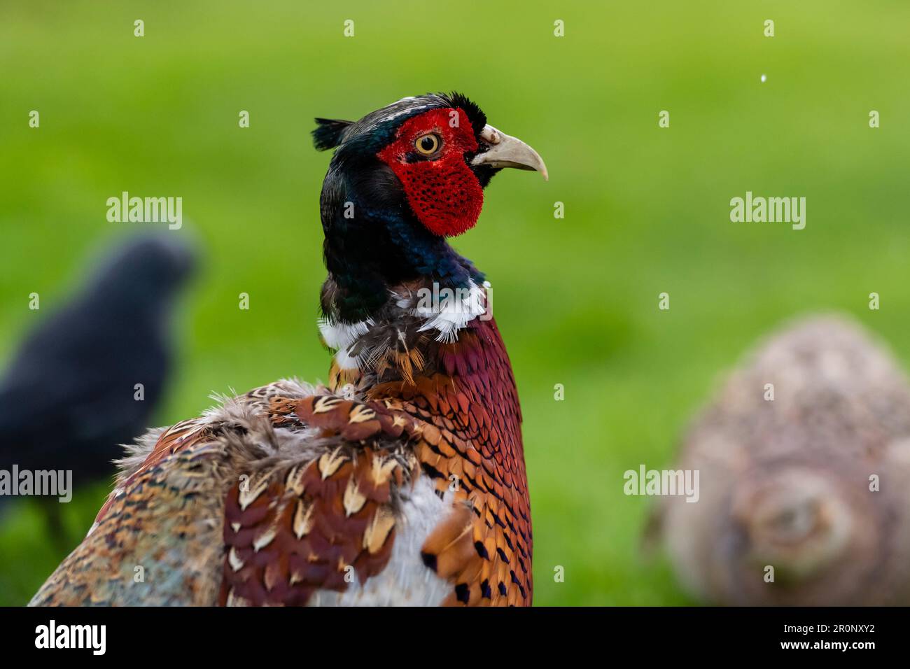 Pheasant colours hi-res stock photography and images - Alamy
