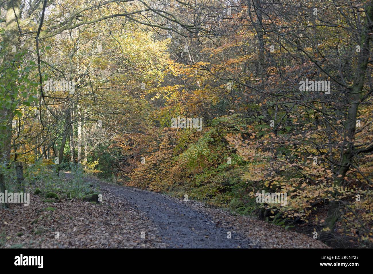 Wheelton plantation hi-res stock photography and images - Alamy