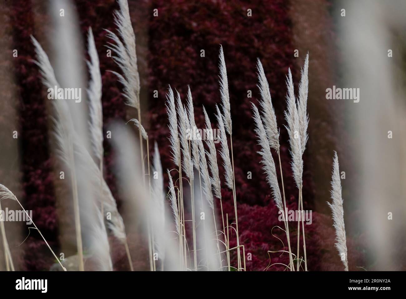Long grass blowing in wind hi-res stock photography and images - Alamy