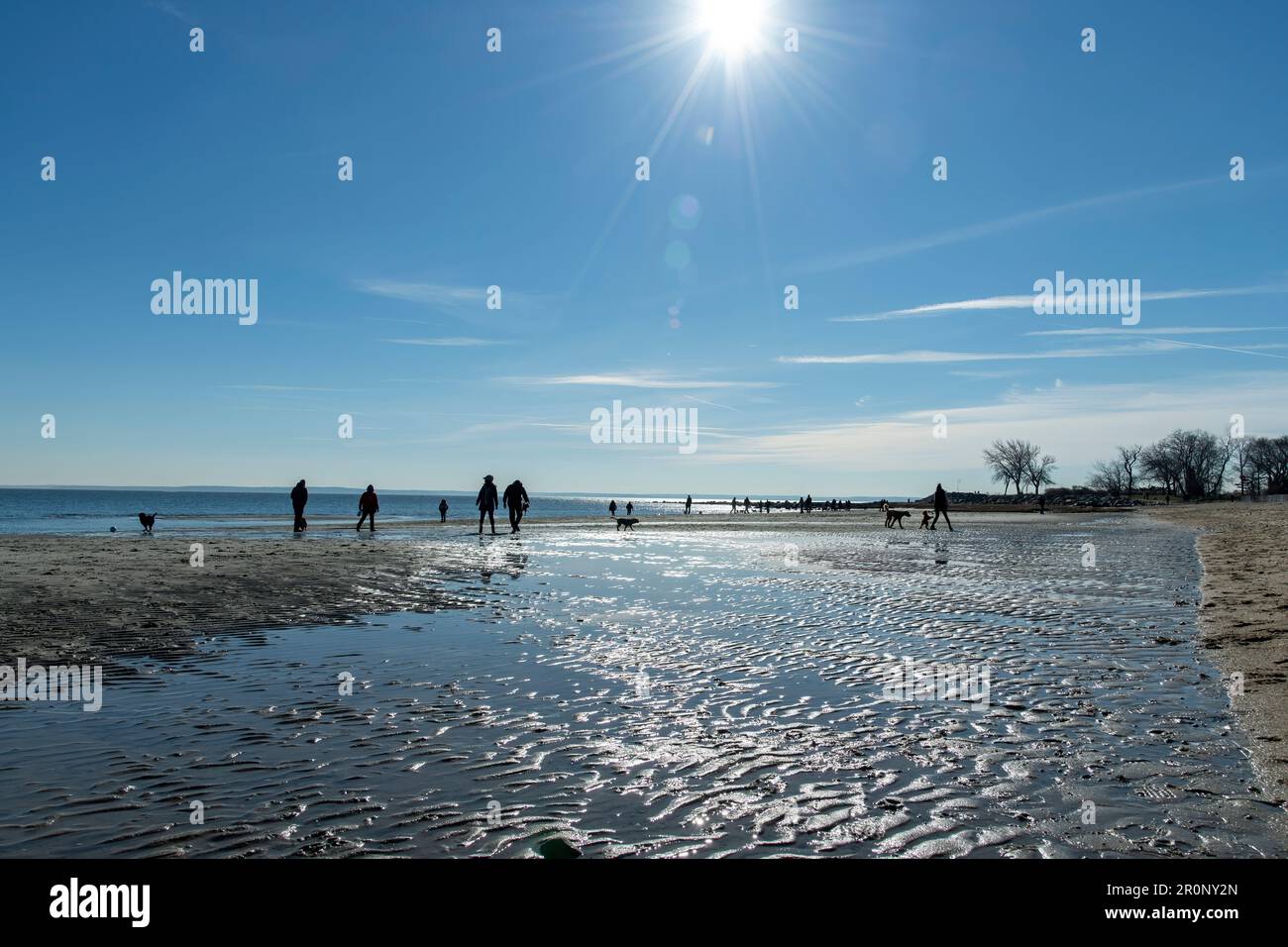 Dogs and pools hi-res stock photography and images - Alamy