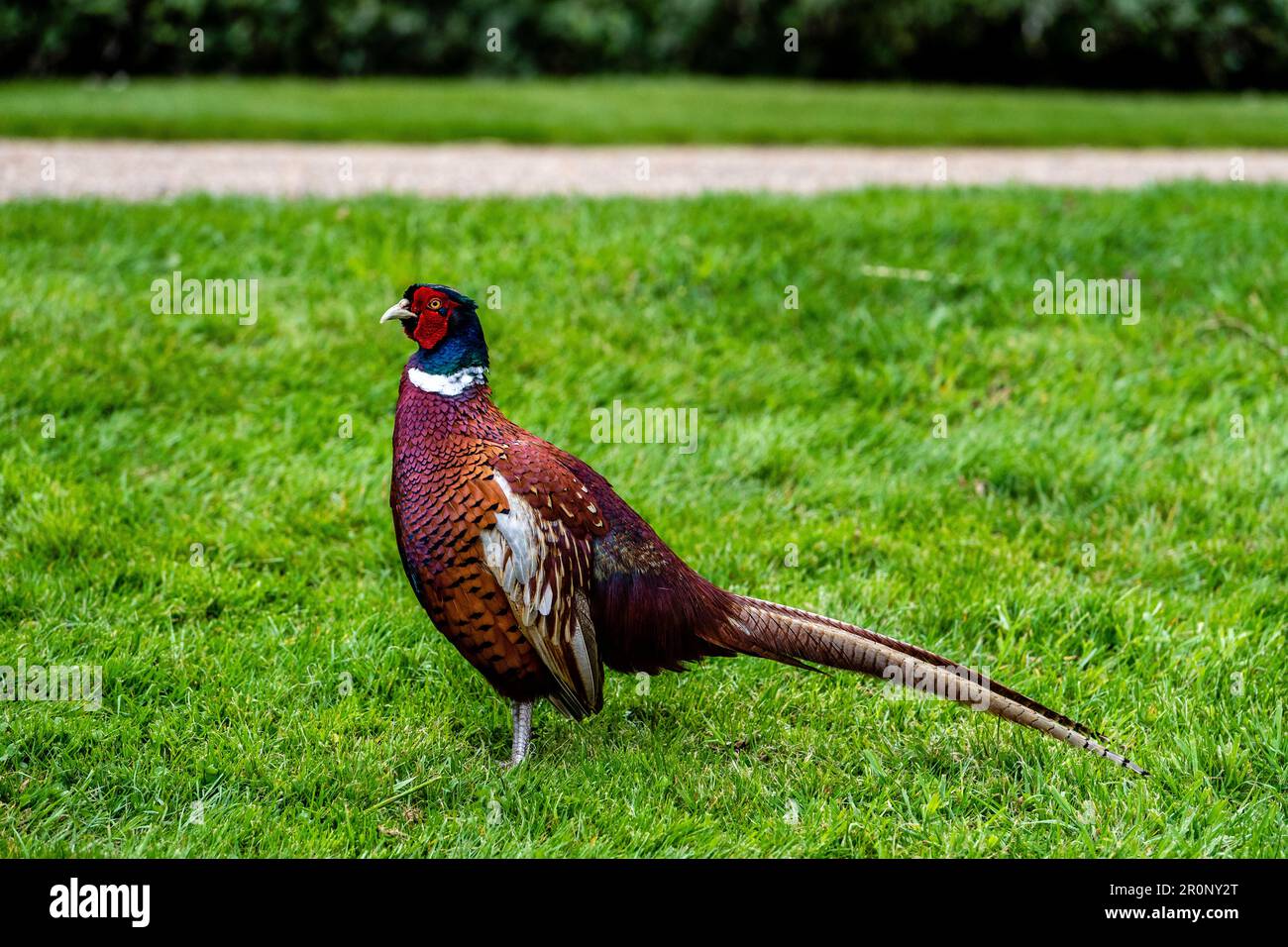 Ringneck pheasant male phasianus hi-res stock photography and images ...