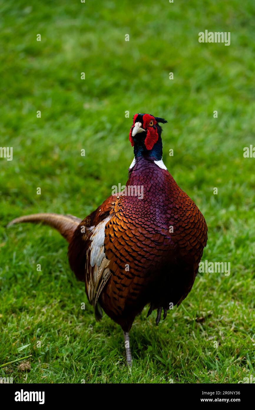 Colourful male hi-res stock photography and images - Alamy