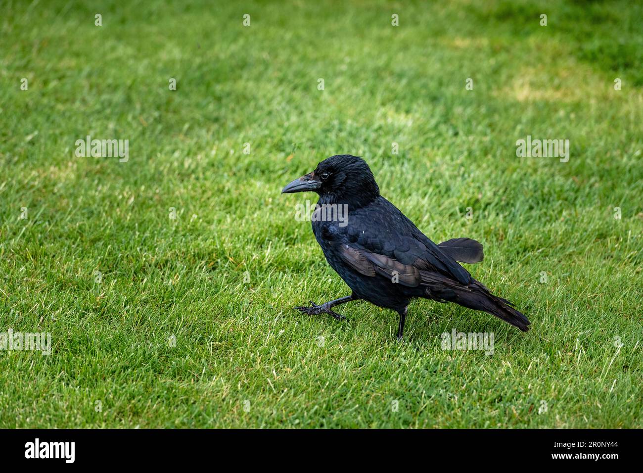 Bird fledging hi-res stock photography and images - Alamy