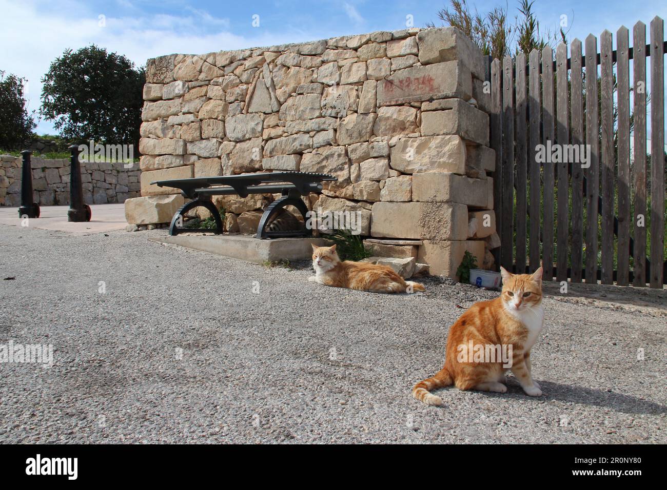 Cats of malta hi-res stock photography and images - Alamy