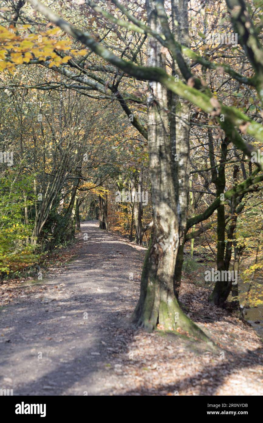 Woodland path leading from Brinscall through Wheelton Plantation to ...