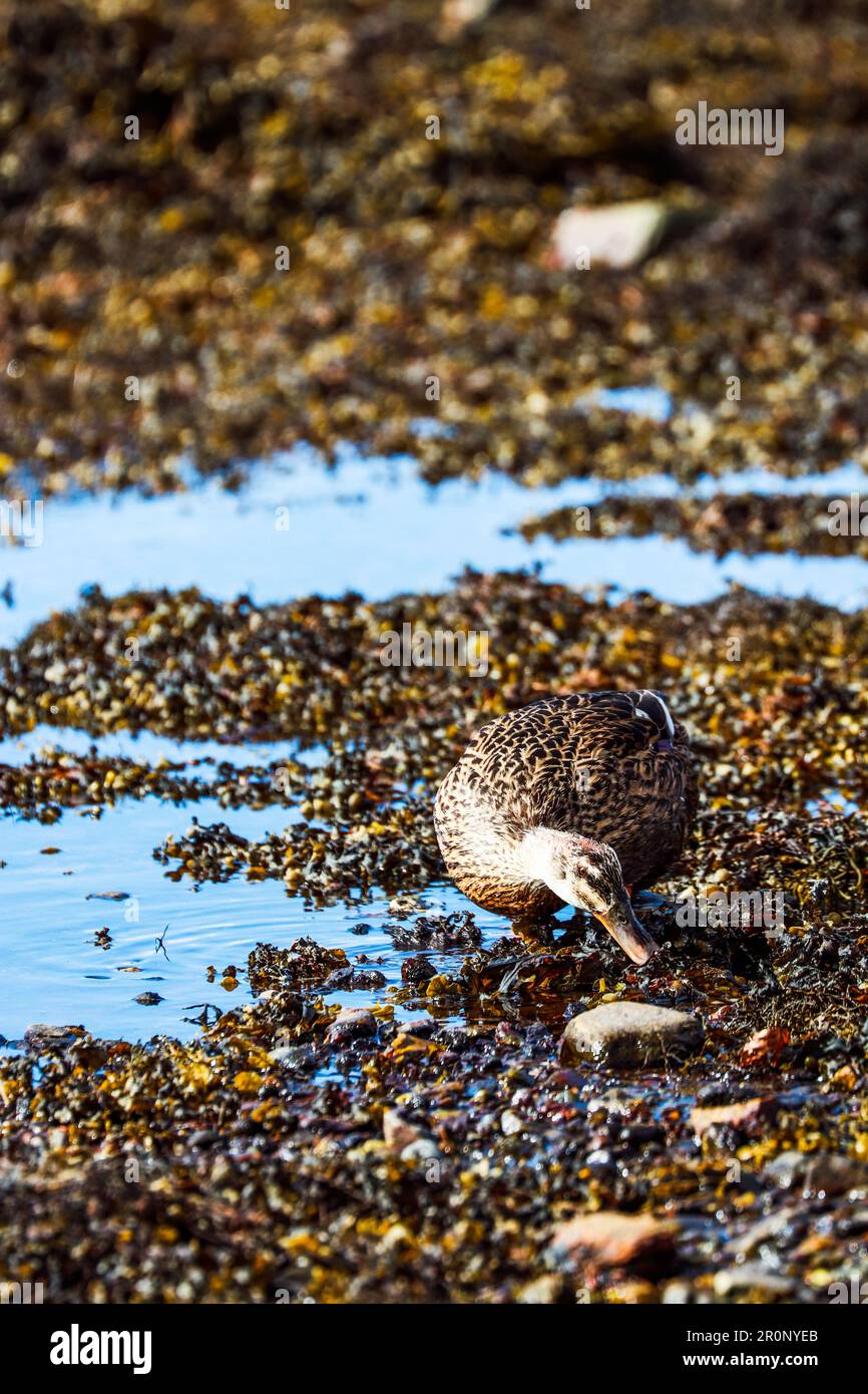 A vertical closeup of a duck searching for food in Eilean Donan ...