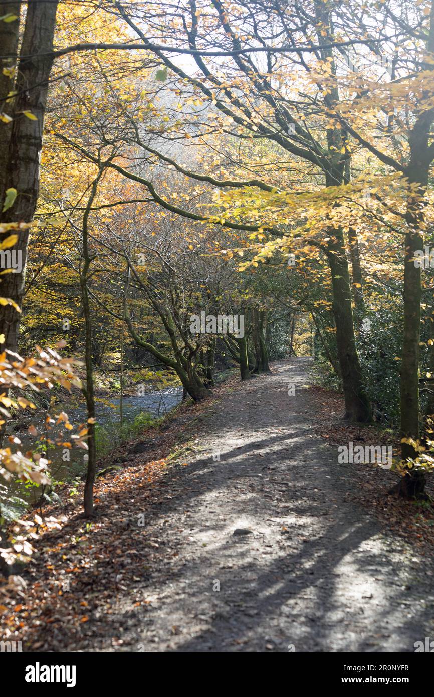 Woodland path leading from Brinscall through Wheelton Plantation to ...
