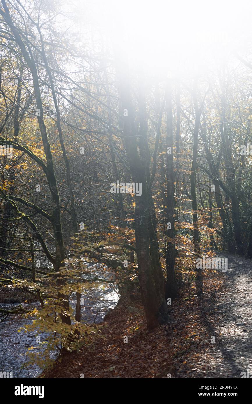 Wheelton plantation hi-res stock photography and images - Alamy