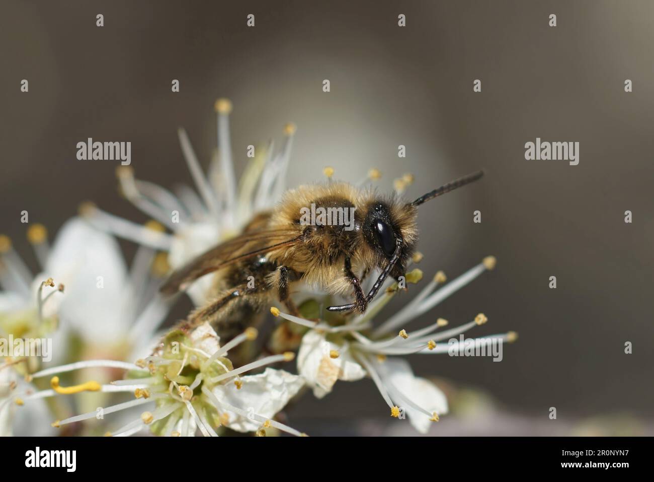 Natural closeup on a male Grey-gastered mining bee, Andrena tibialis ...
