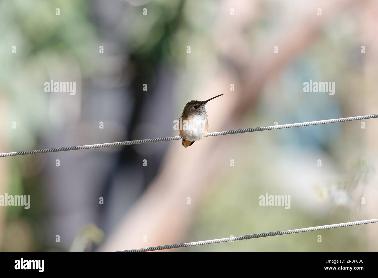 Hummingbird on a wire hi-res stock photography and images - Alamy