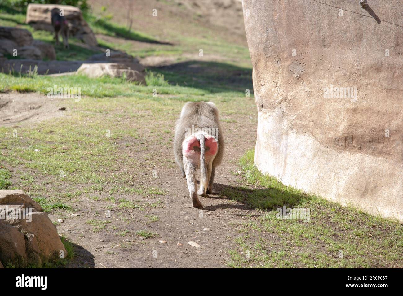 A view of a pink butt of a female Hamadryas baboon, walking towards the horizon Stock Photo - Alamy