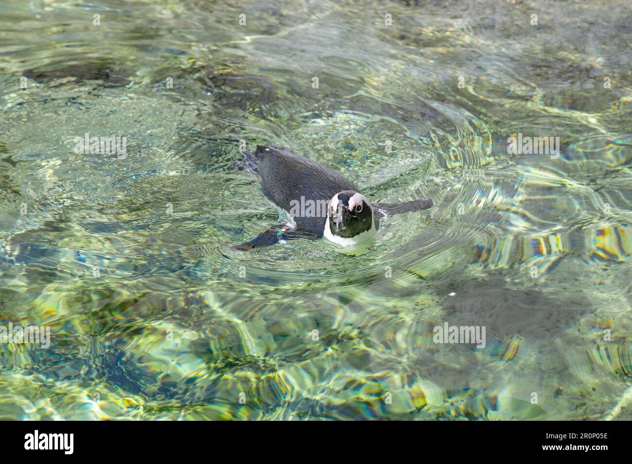 San Diego, California, United States - 10-02-2021: A view of an African ...