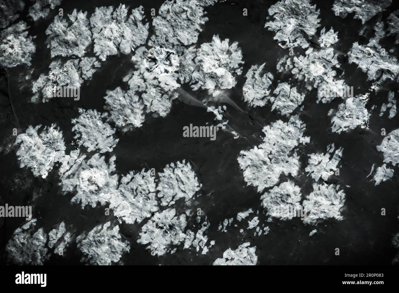 Snowflakes (cristobalite inclusion) on black obsidian. macro detail ...