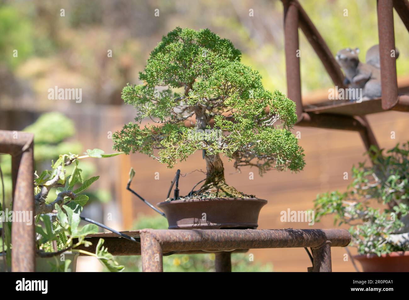 A view of a bonsai tree Stock Photo - Alamy