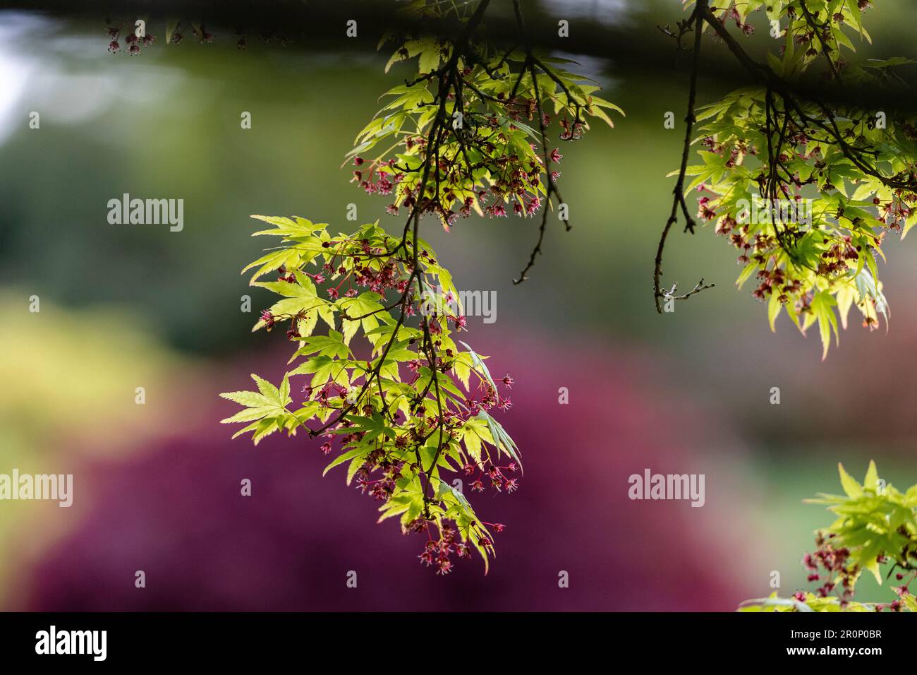 Japanse maple tree hi-res stock photography and images - Alamy