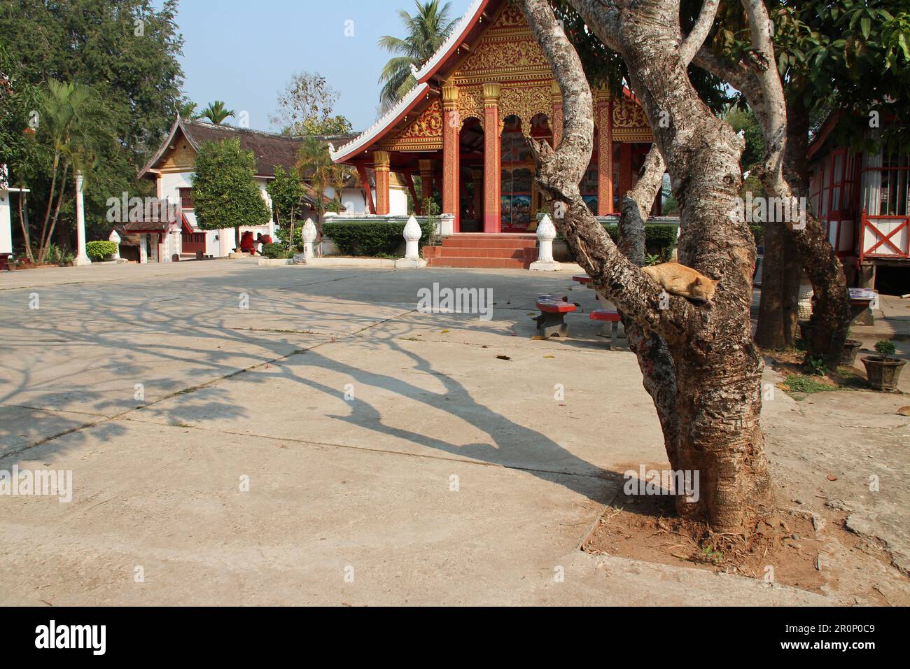 cat in a buddhist temple in luang prabang (laos Stock Photo - Alamy