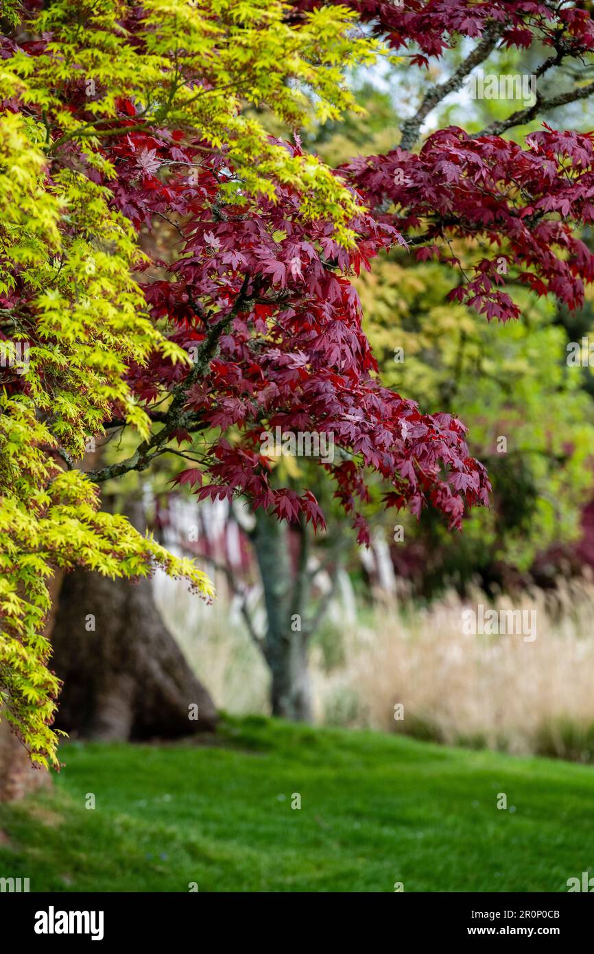 Japanese Acer tree Stock Photo - Alamy