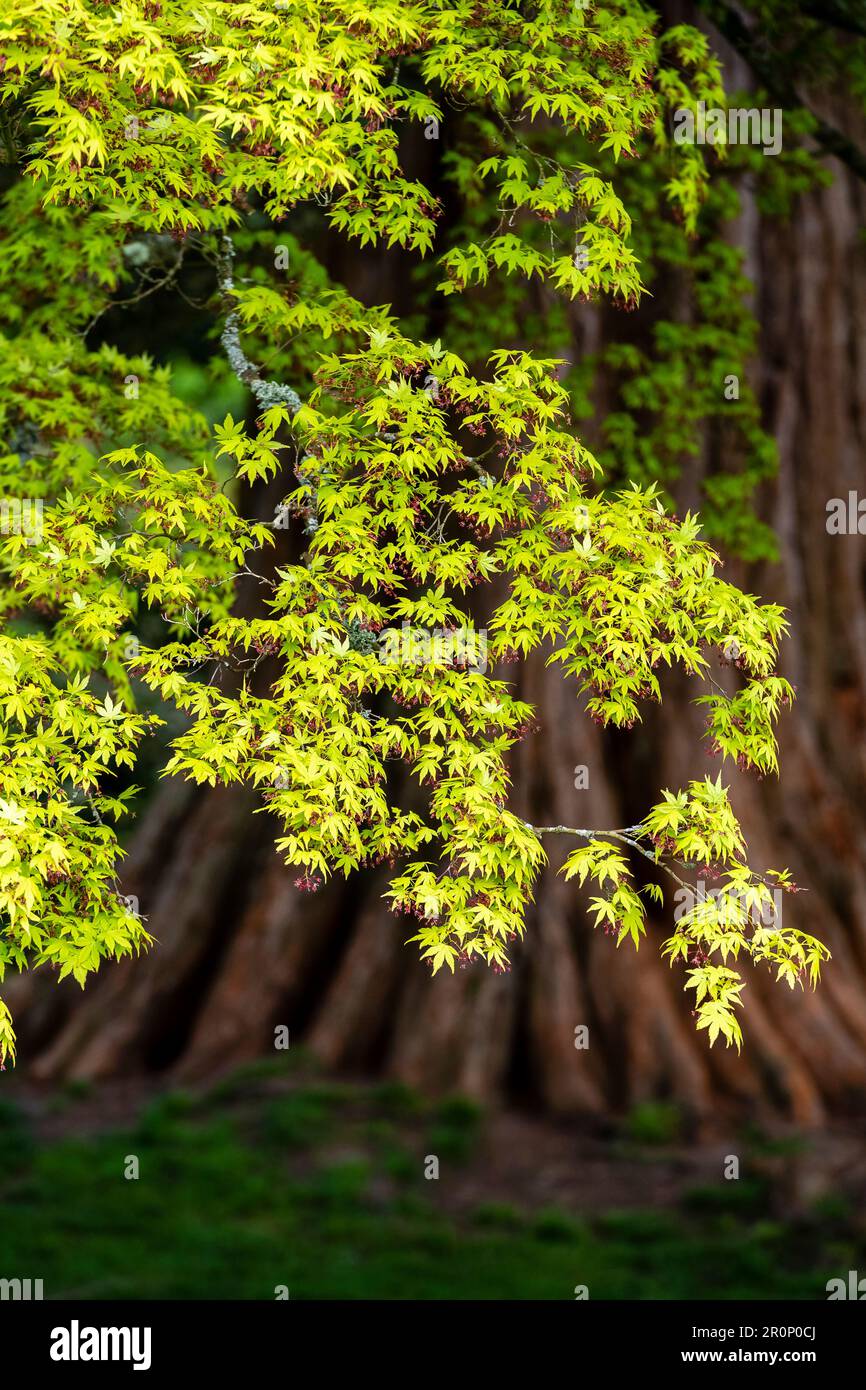 Japanese people in england hi-res stock photography and images - Alamy