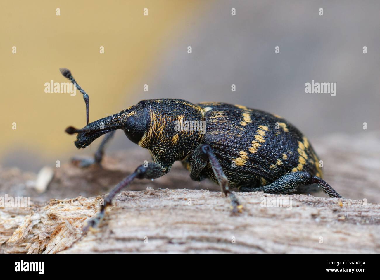 Detailed closeup of the colorful large pine weevil, Hylobius abietis, a ...