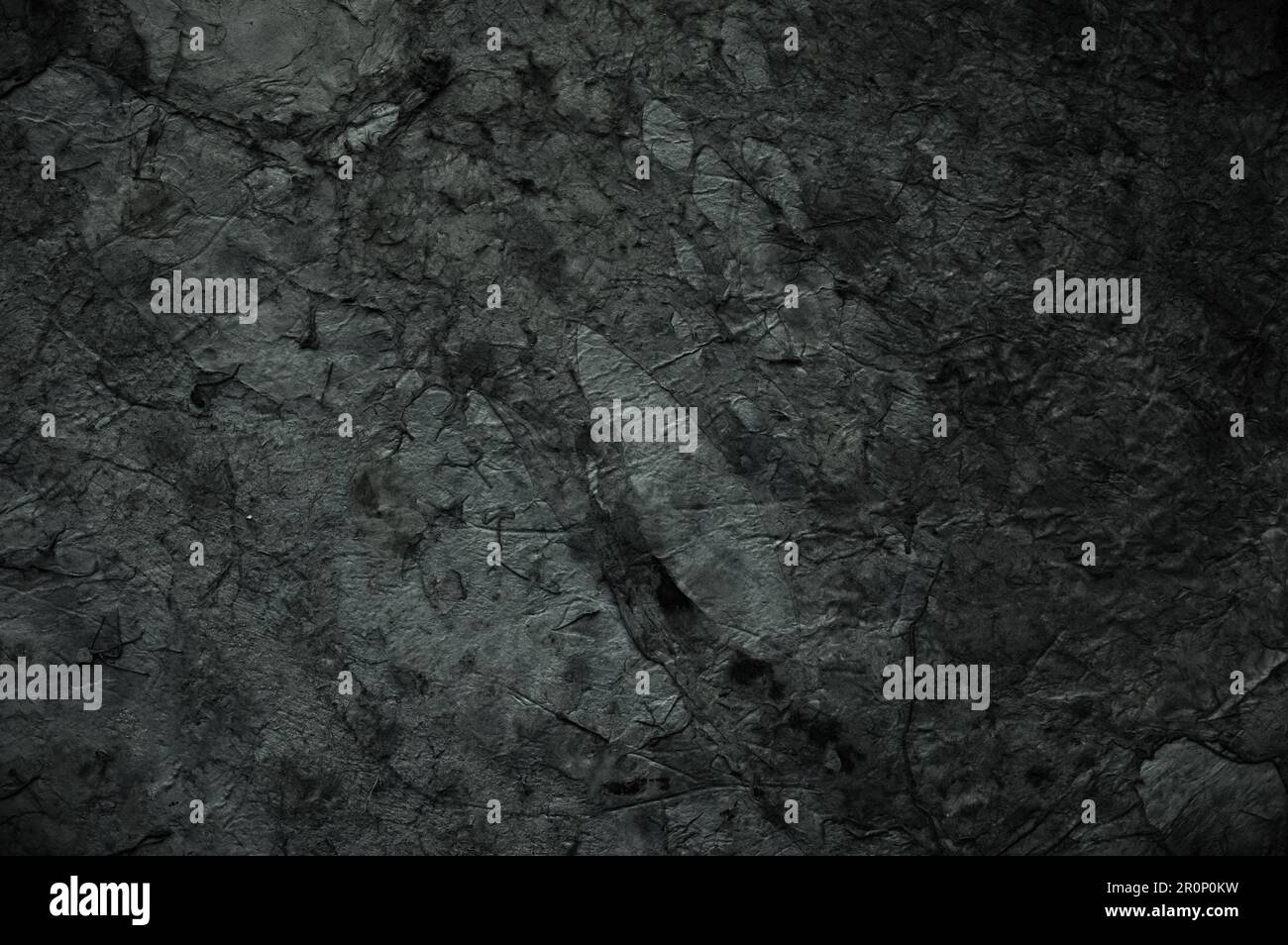 back leather (bufo toad frog skin) texture. minimalist and elegant ...