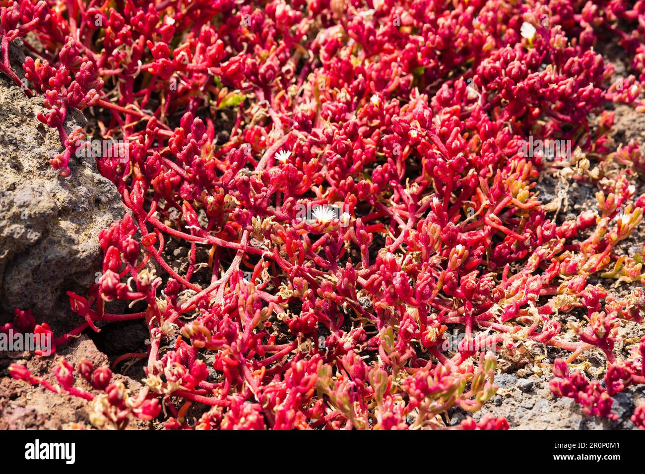 Lava rock with plant hi-res stock photography and images - Alamy