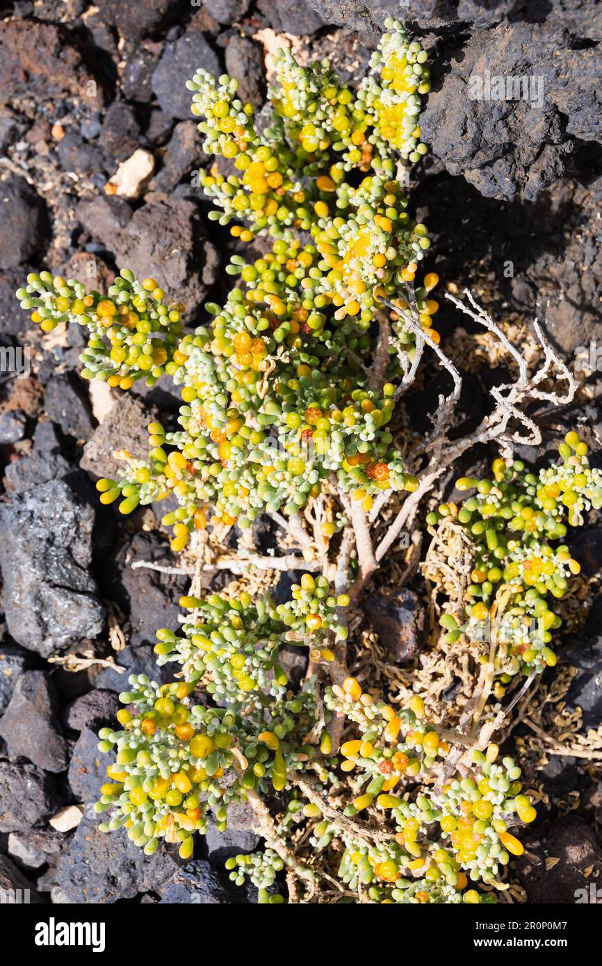 Lava rock with plant hi-res stock photography and images - Alamy