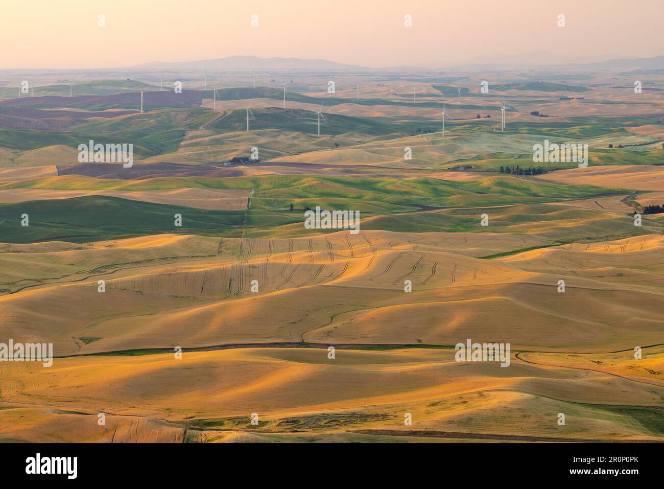 An idyllic landscape of rolling yellow-green hills covered in brown ...