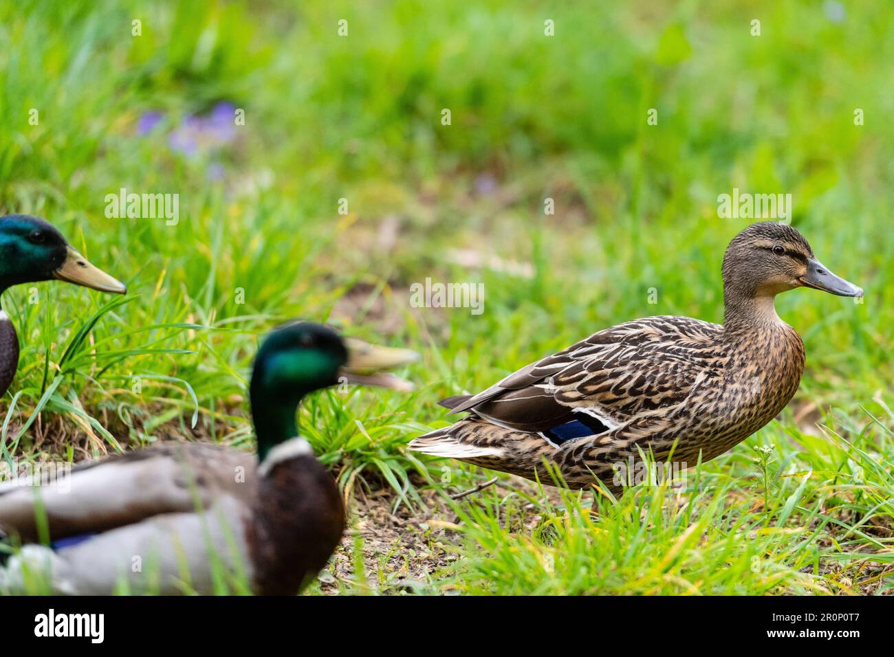 Male duck chasing hi-res stock photography and images - Alamy
