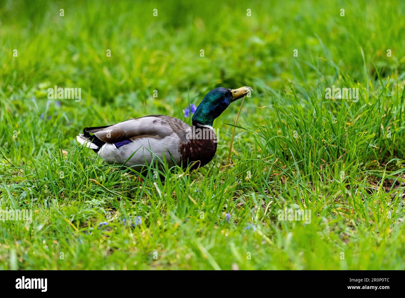 Mallard duck in the grass eating a flower head Stock Photo - Alamy