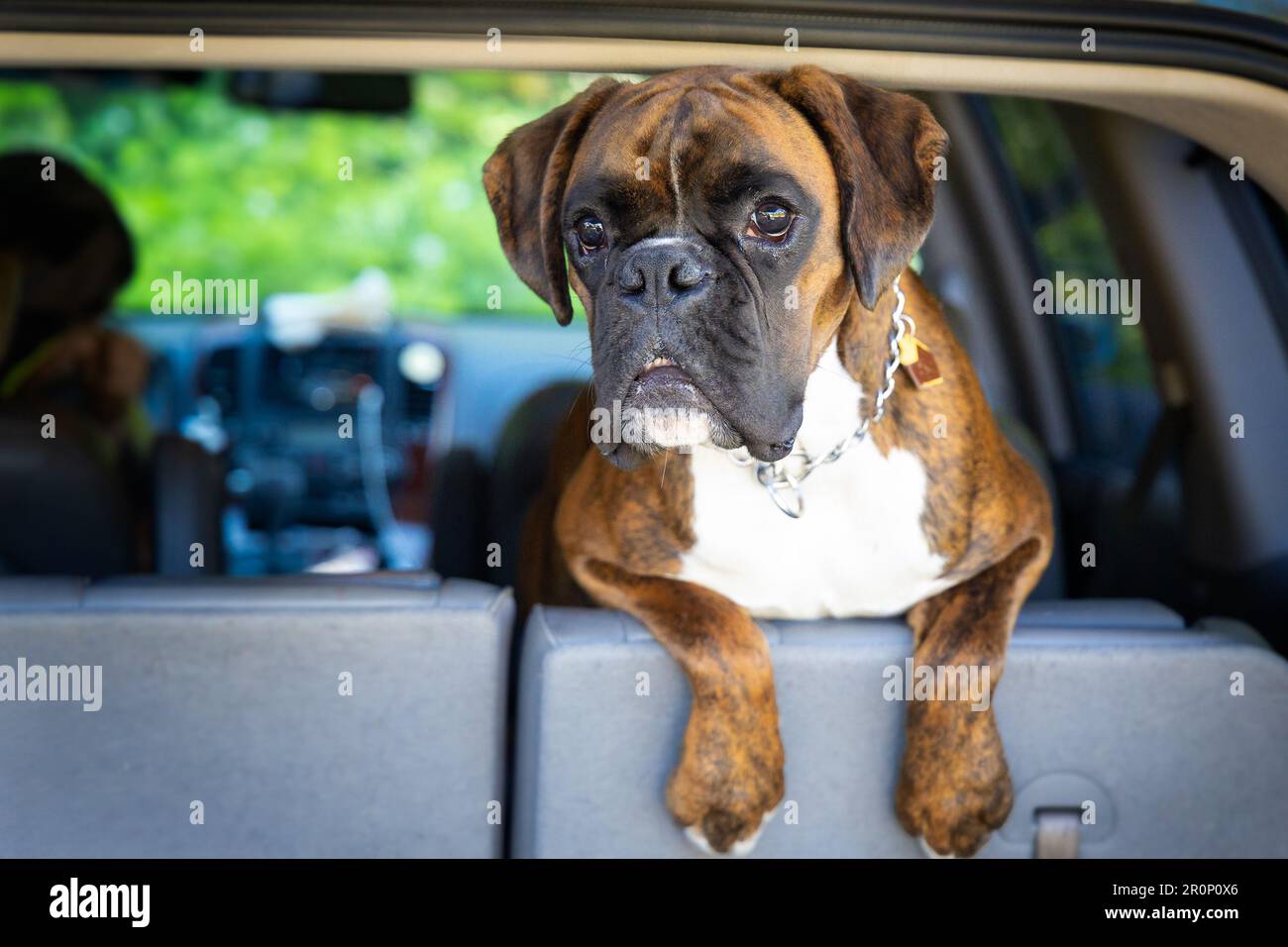 An adorable boxer dog sits in the back of a car, its paw hanging out ...