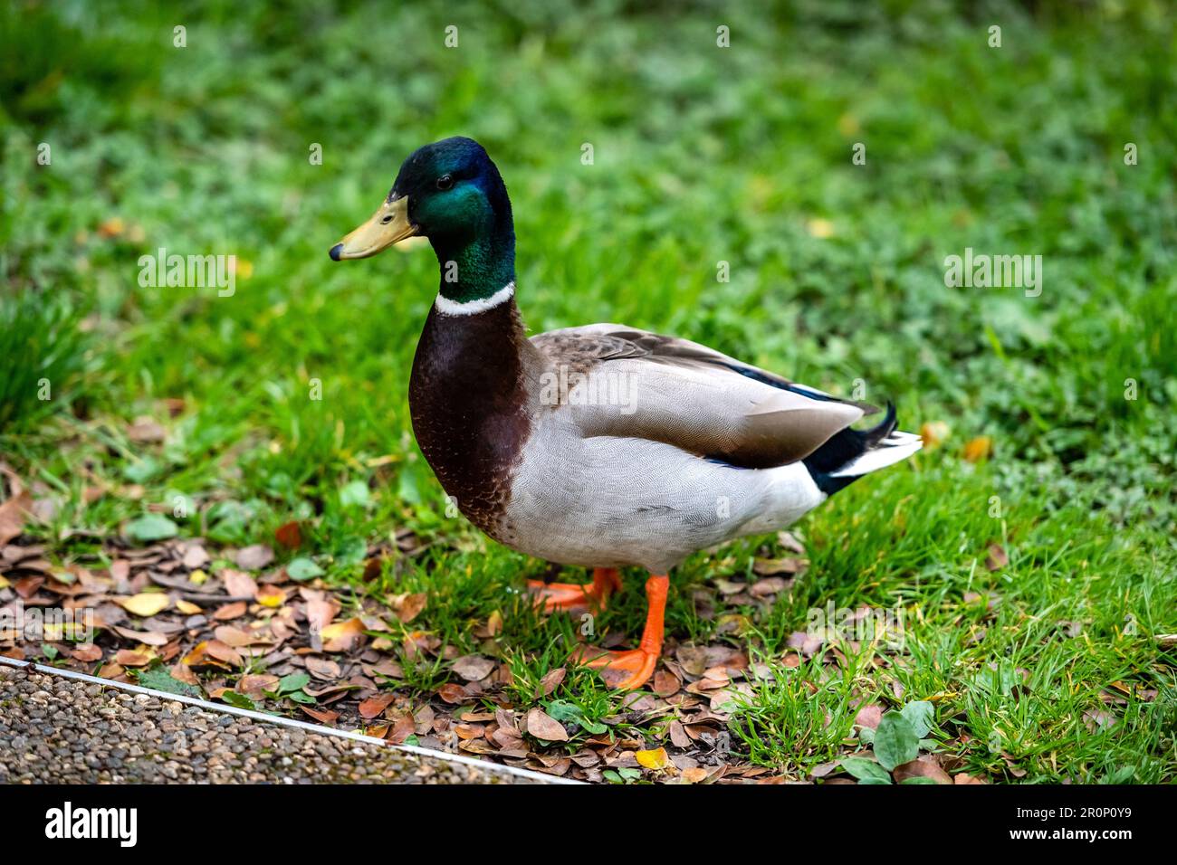 Mallard duck in the grass, side view male duck Stock Photo - Alamy