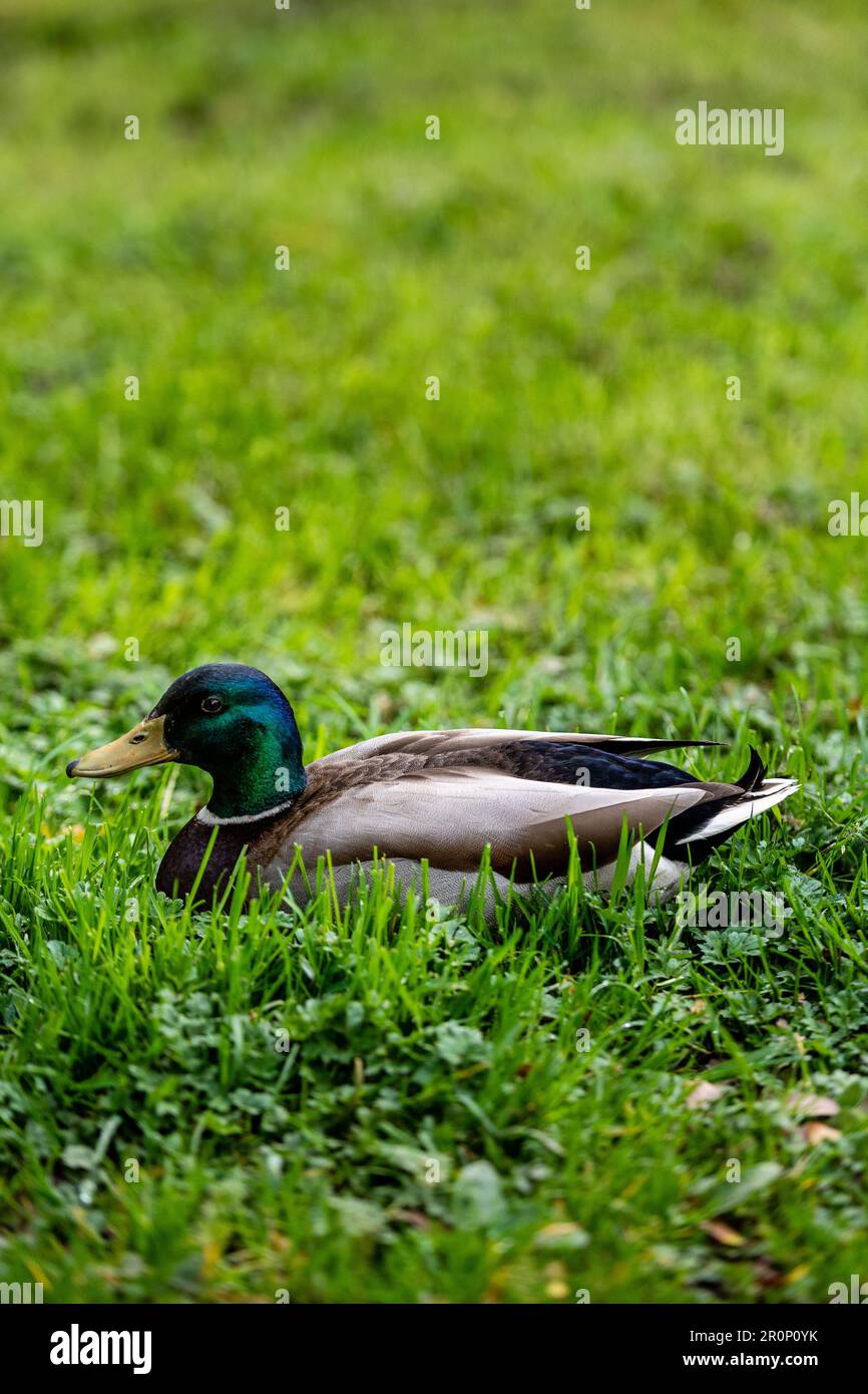 Mallard duck in the grass, side view male duck Stock Photo - Alamy