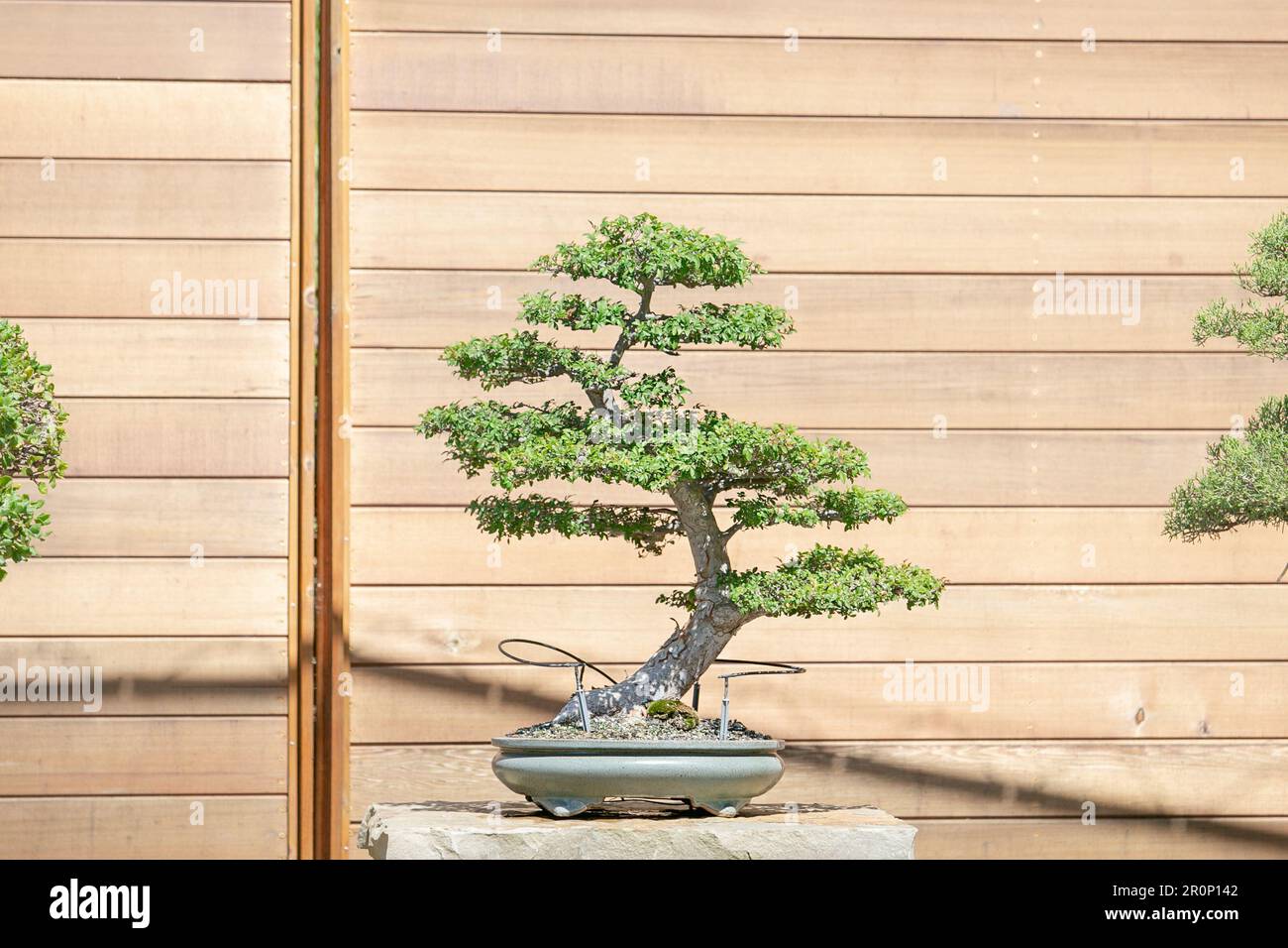Penjing tree hi-res stock photography and images - Alamy
