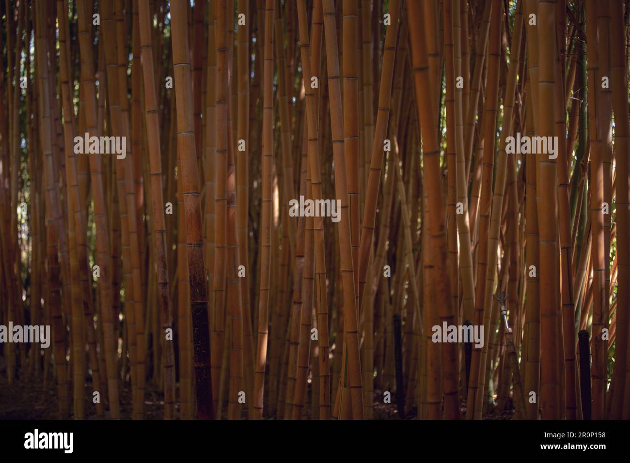 A view looking at the stalks of a bamboo forest in dim lighting Stock ...