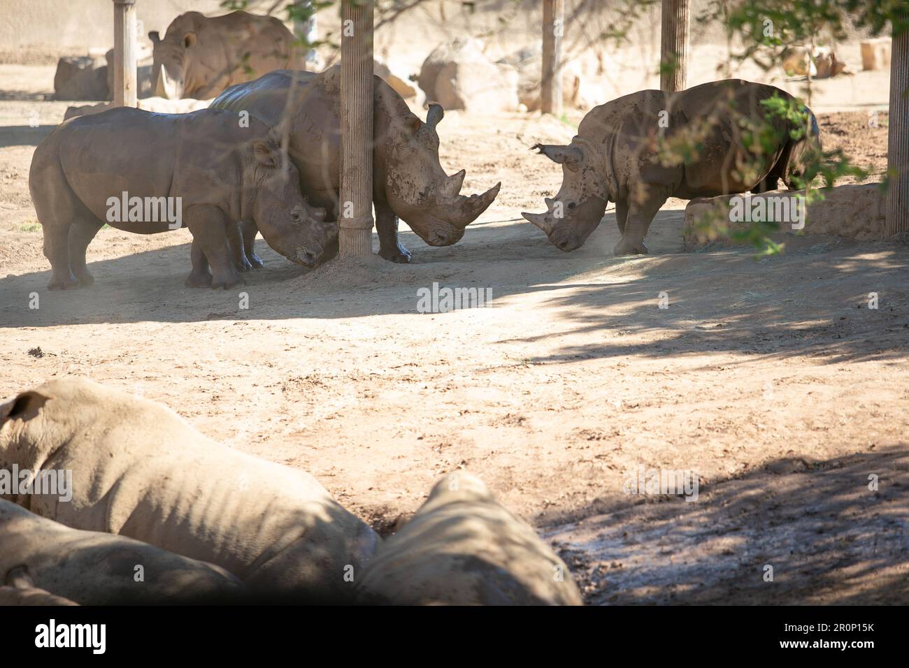 A view of several Southern White Rhinoceroses, seen at the zoo Stock ...